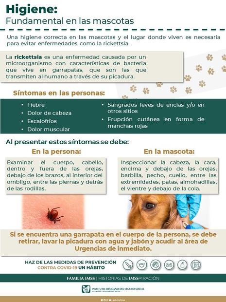 Exhorta IMSS Chihuahua mantener medidas de higiene en mascotas para ... Exhorta IMSS Chihuahua mantener medidas de higiene en mascotas para ...
