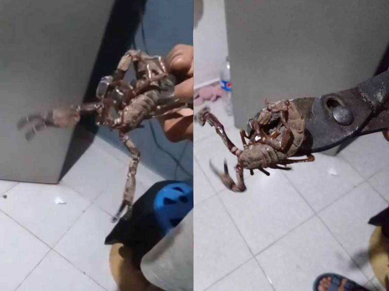 ALACRANES GIGANTES ATERRORIZAN CIUDAD CAUCEL EN YUCATÁN - ENCORTO NEWS